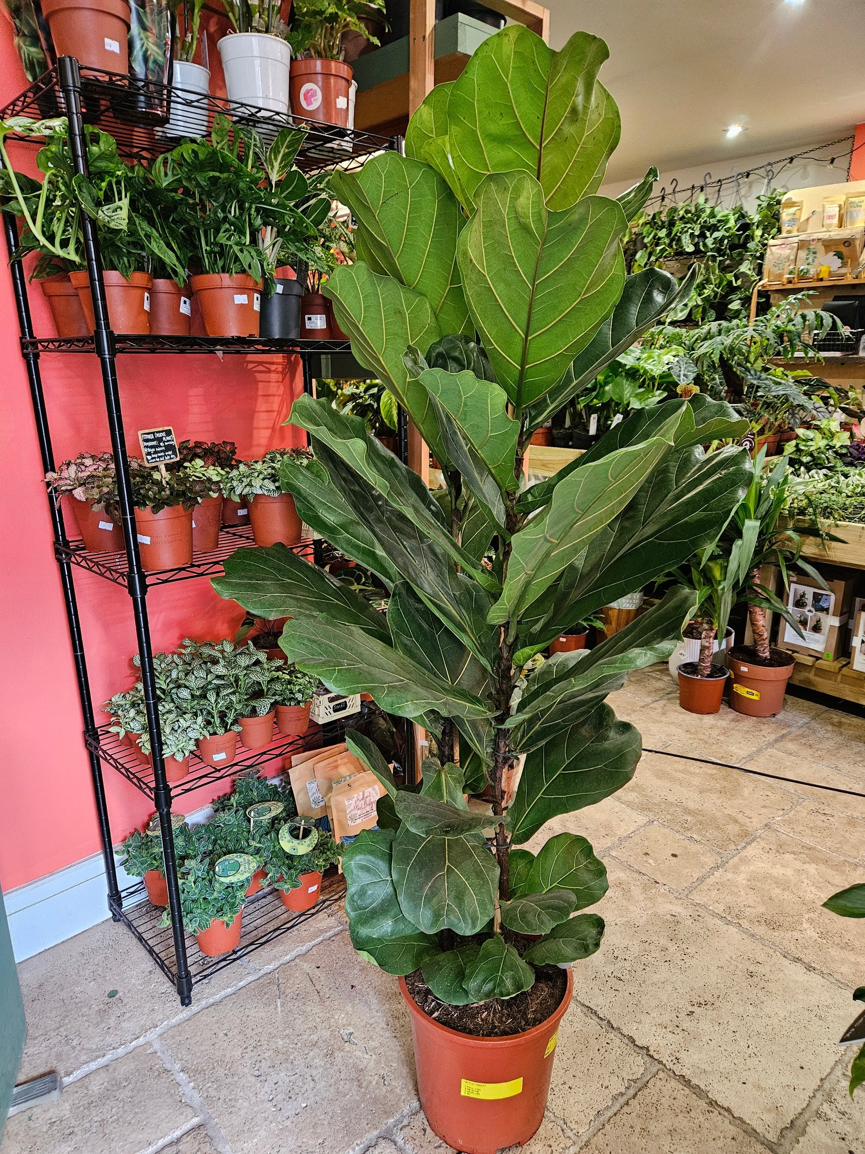 Ficus lyrata (Fiddle leaf fig) Care Guide, Tips & FAQs & Between Two Thorns
