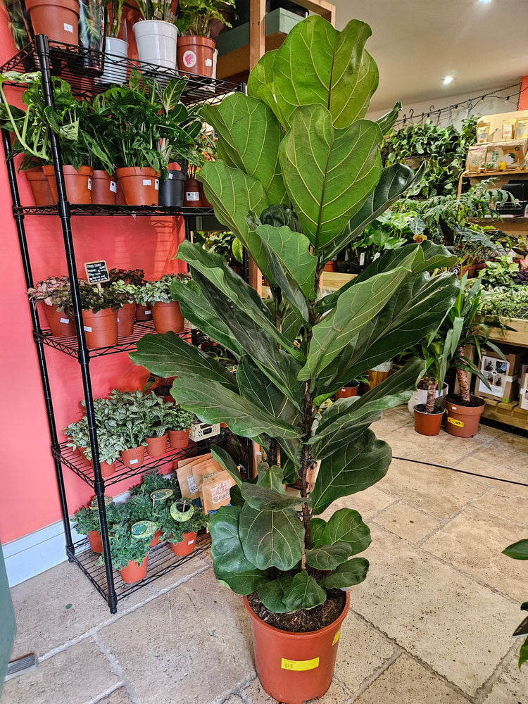 Ficus lyrata (Fiddle leaf fig) Care Guide, Tips & FAQs & Between Two Thorns