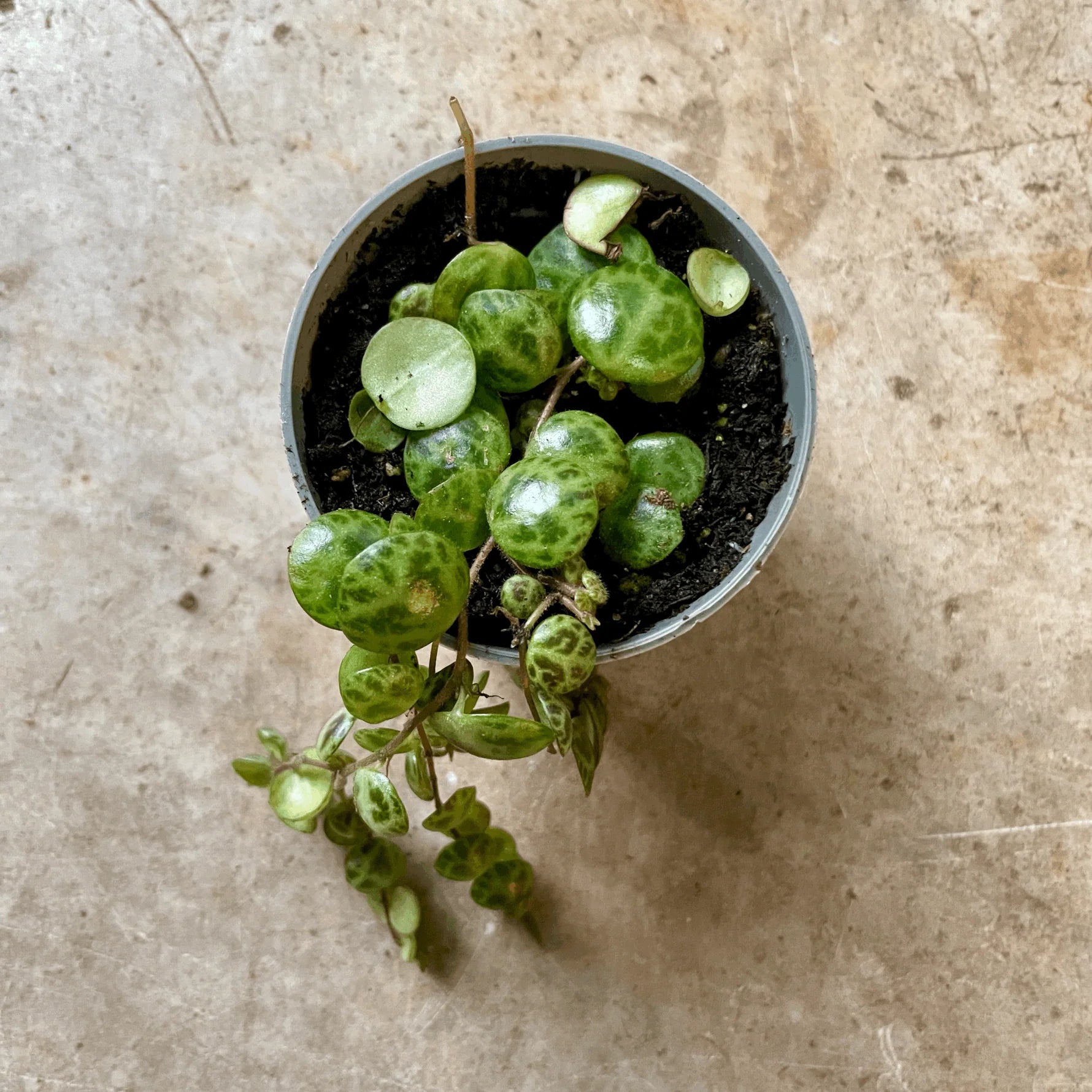 Peperomia prostrata (String of Turtles) Care Guide, Tips & FAQs ...