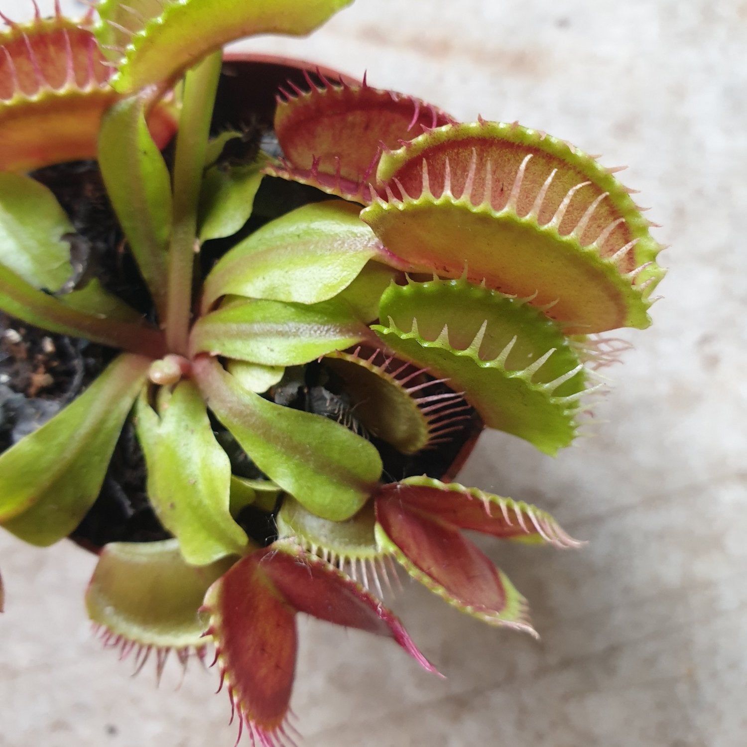 Ultimate Care Guide: How to Care for a Venus Fly Trap & Between Two Thorns