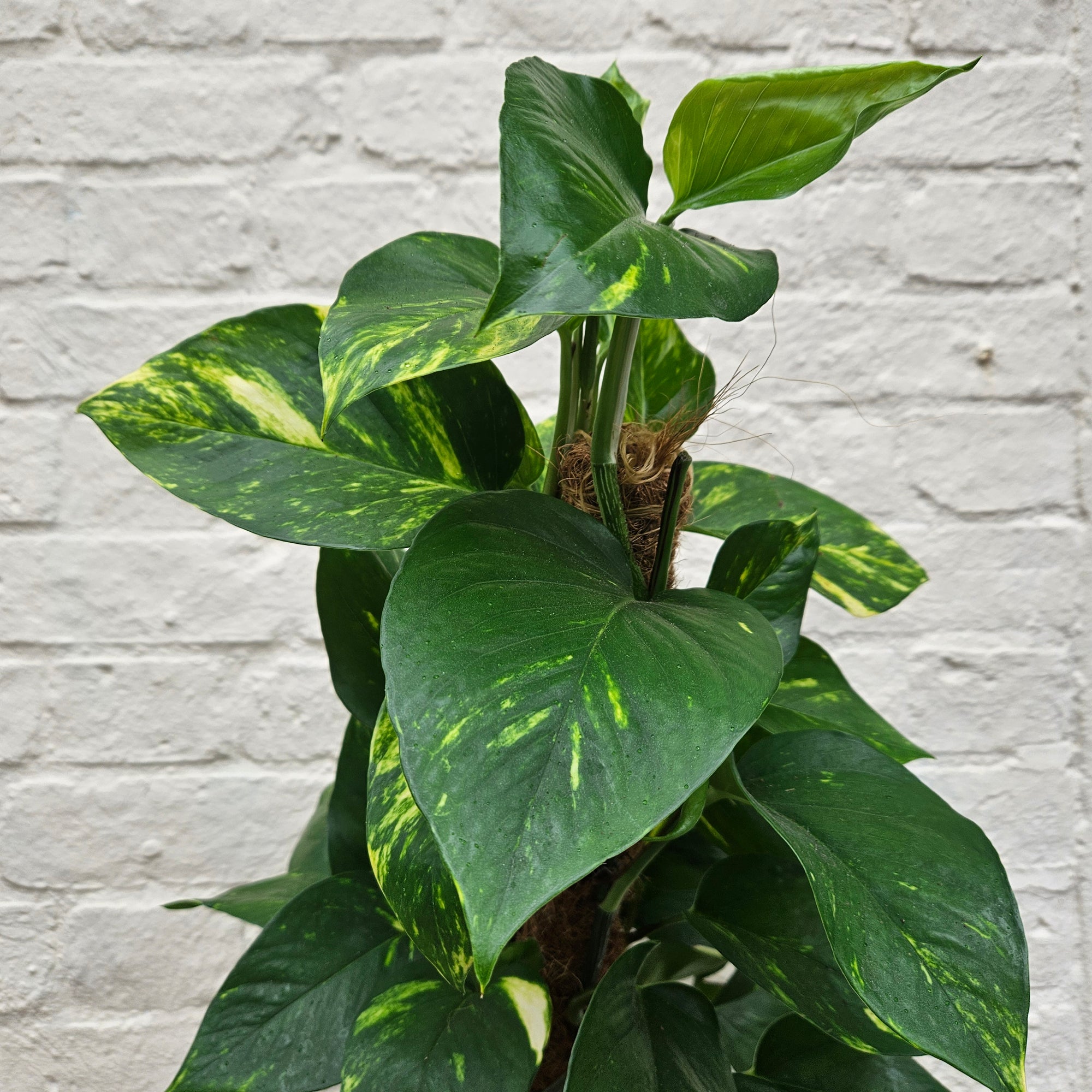 Epipremnum aureum (Golden Pothos/Devil's Ivy) Care Guide, Tips & FAQs ...