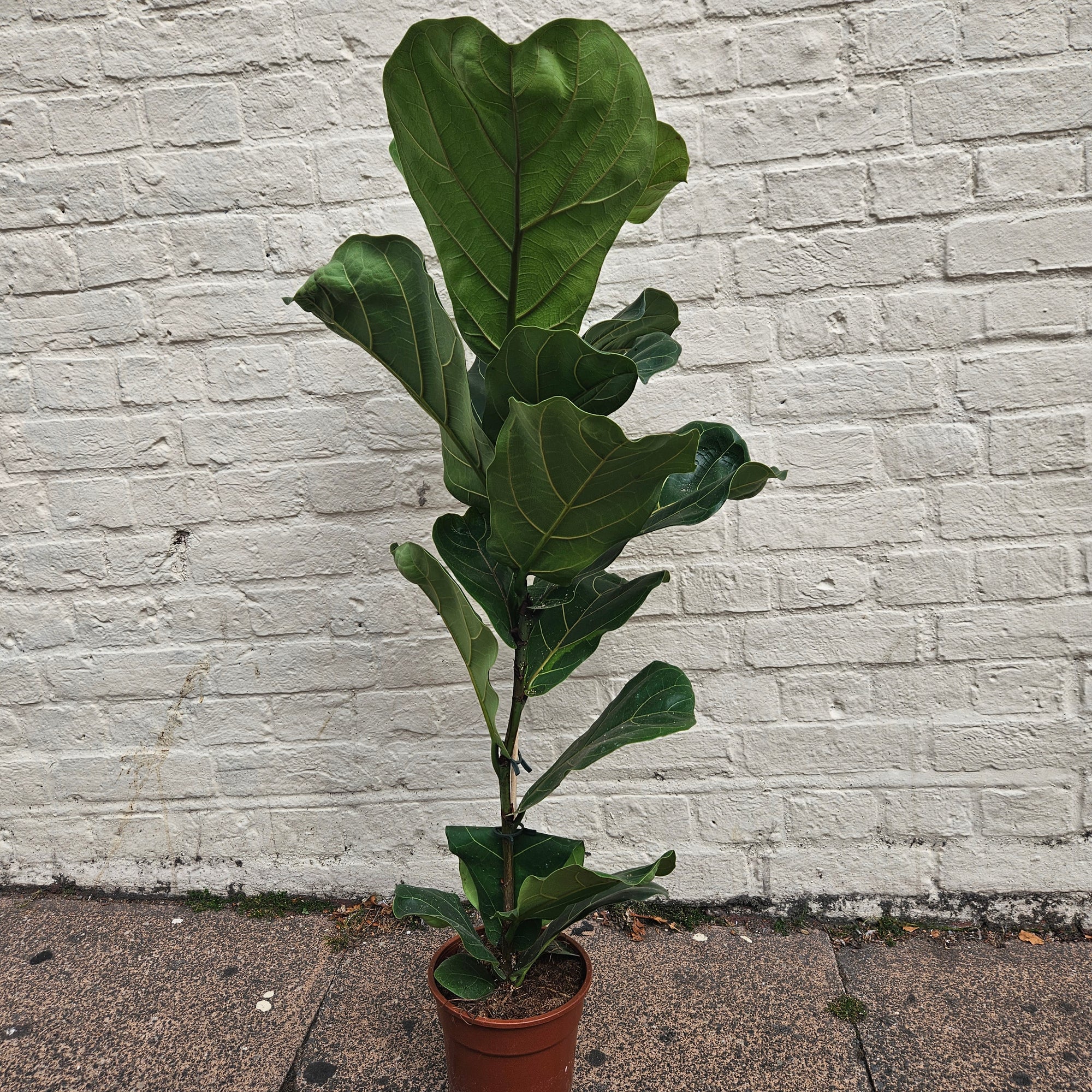 Ficus lyrata (Fiddle leaf fig) Care Guide, Tips & FAQs & Between Two Thorns