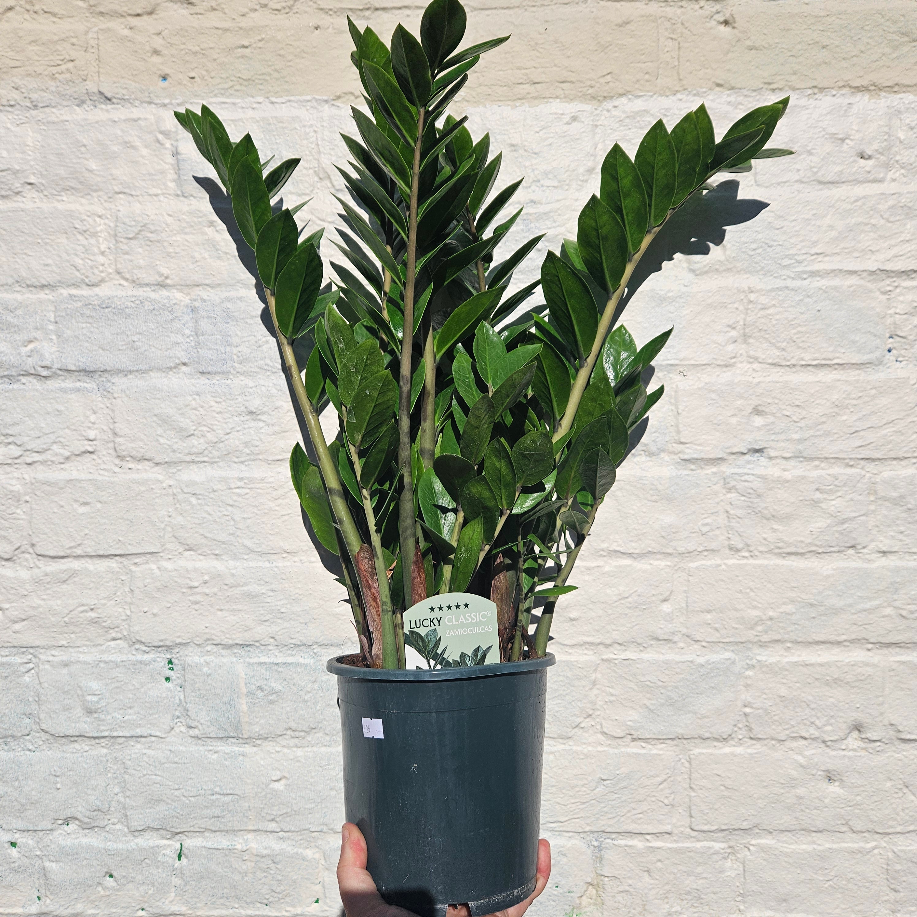 Zamioculcas zamiifolia (ZZ Plant) Care Guide, Tips & FAQs & Between Two ...