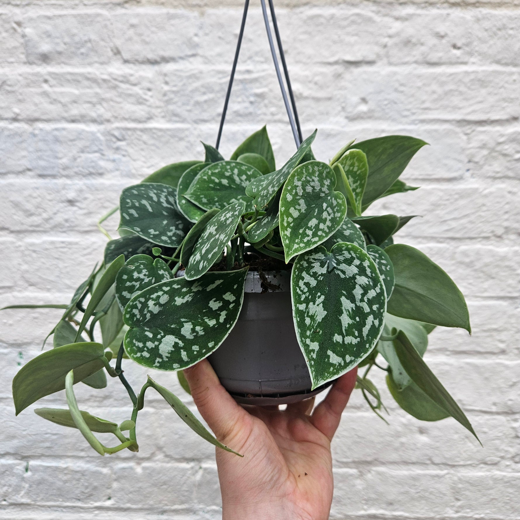 Scindapsus pictus (Satin Pothos) Care Guide, Tips & FAQs & Between Two ...