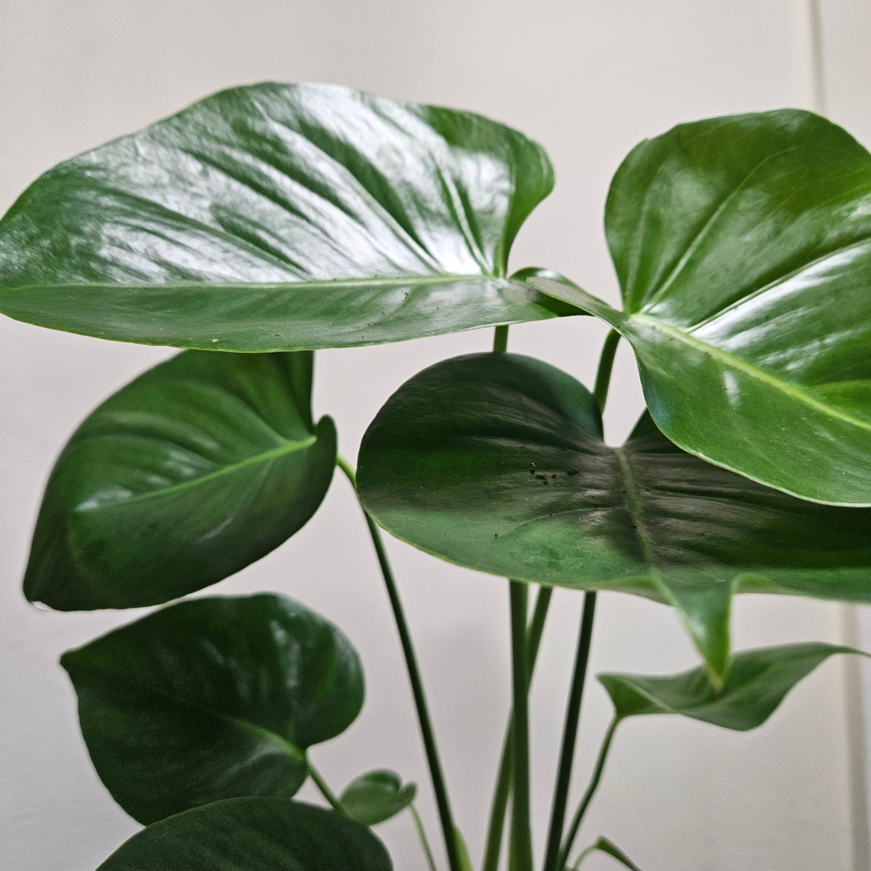 Monstera deliciosa (Cheese Plant) Care Guide, Tips & FAQs & Between Two ...