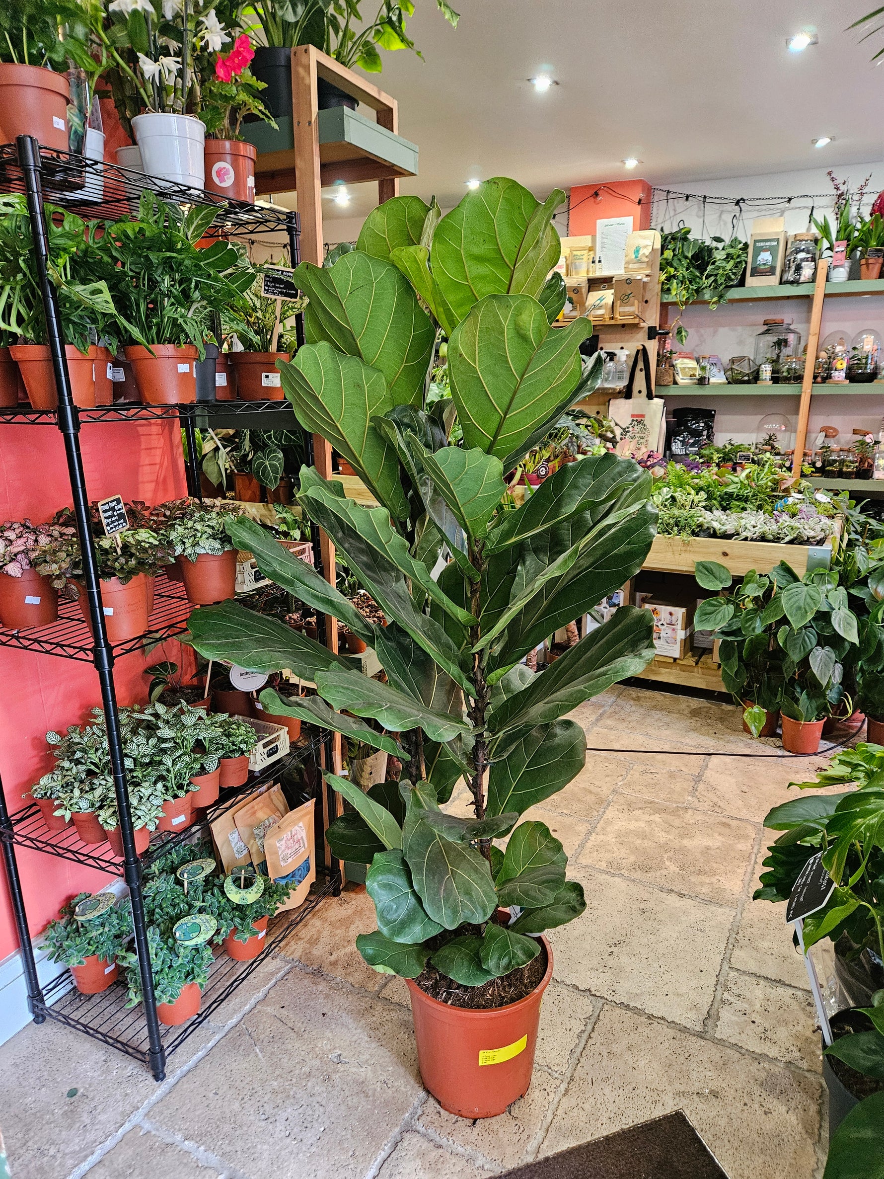 Ficus lyrata (Fiddle leaf fig) Care Guide, Tips & FAQs & Between Two Thorns