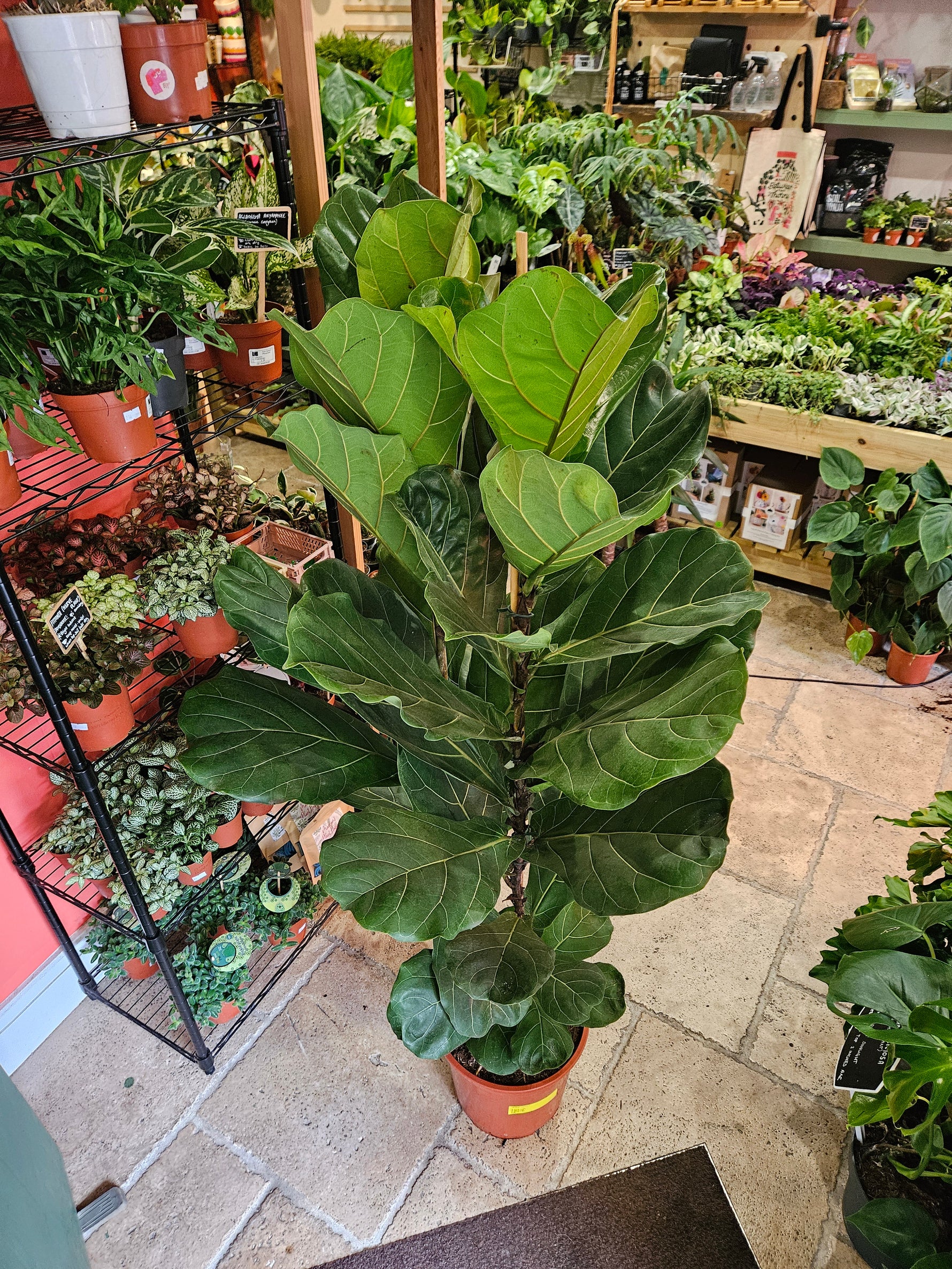 Ficus lyrata (Fiddle leaf fig) Care Guide, Tips & FAQs & Between Two Thorns