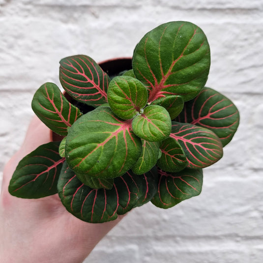 Fittonia (Nerve Plant) Care Guide, Tips & FAQs & Between Two Thorns