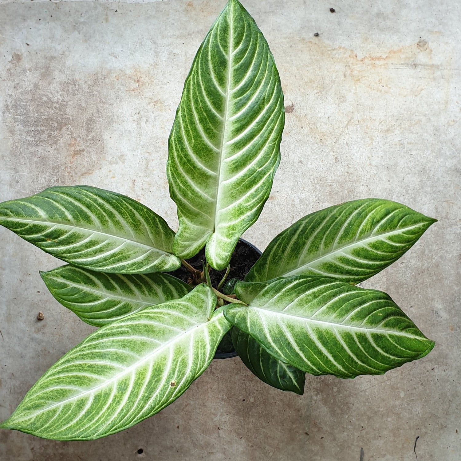 Xanthosoma lindenii 'Magnificum' syn. Caladium lindenii (Angel Wing ...