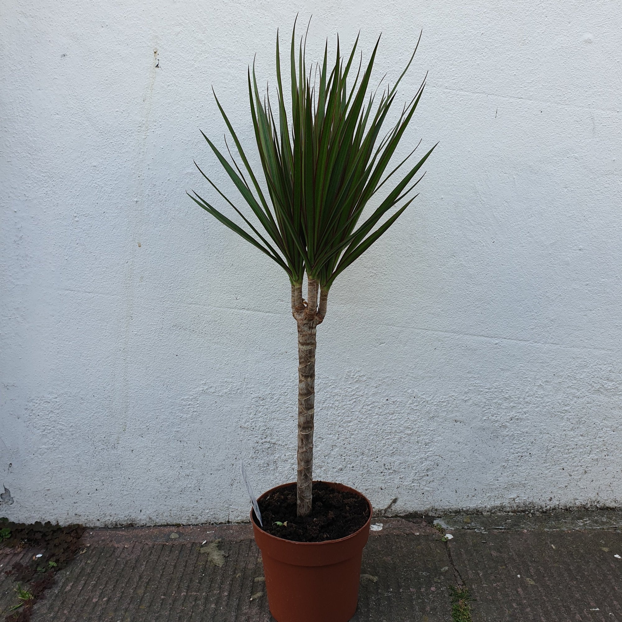 Dracaena Marginata (Dragon Tree) Care Guide, Tips & FAQs & Between Two ...