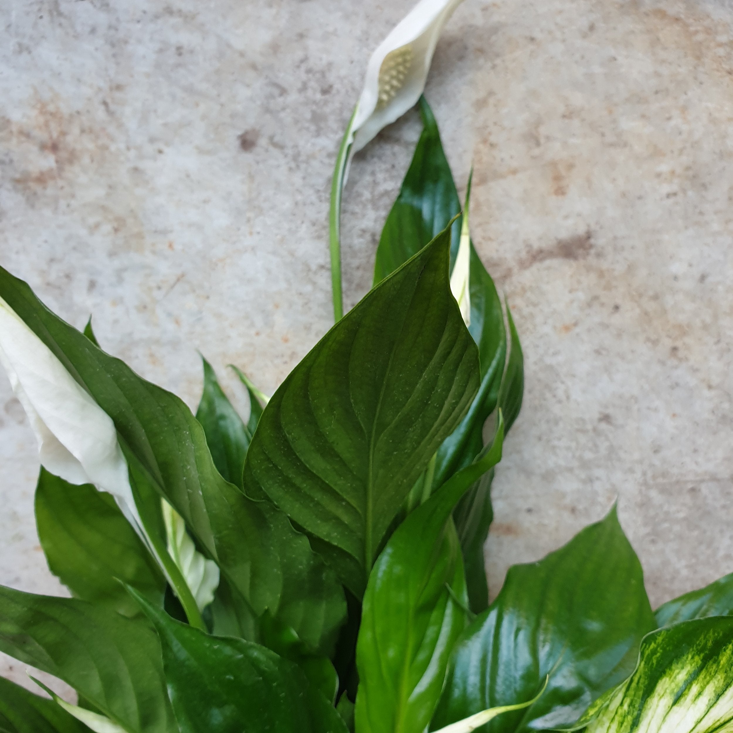 How to Care for Peace Lilies - An Essential Guide & Between Two Thorns