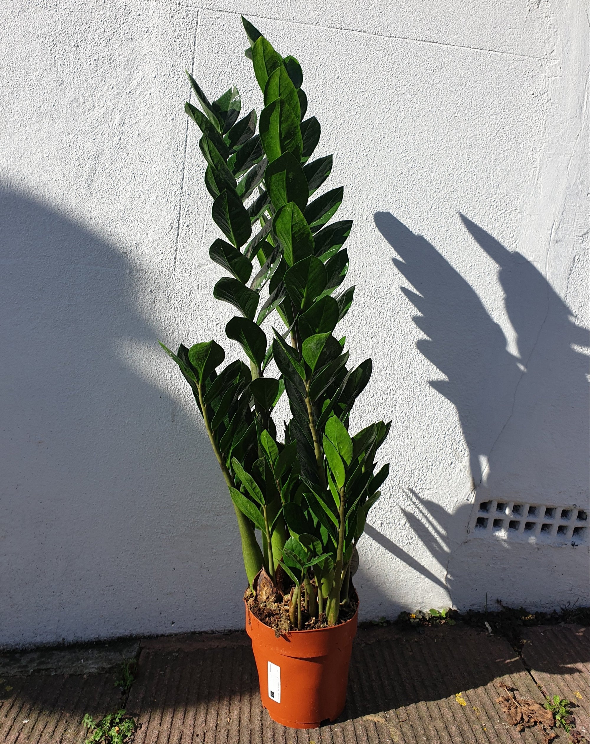 Zamioculcas zamiifolia (ZZ Plant) Care Guide, Tips & FAQs & Between Two ...