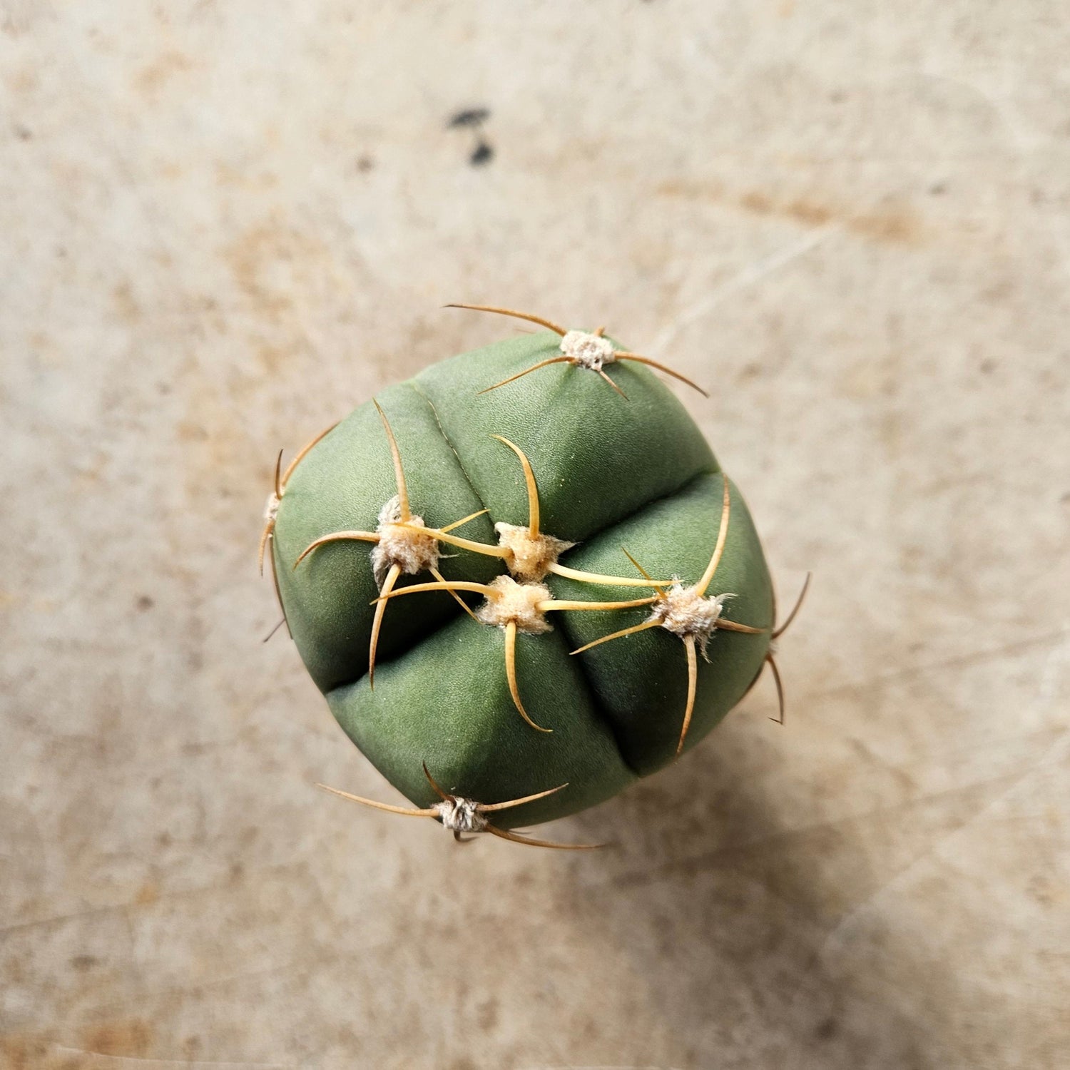 Gymnocalycium horstii (Spider Cactus) | Between Two Thorns