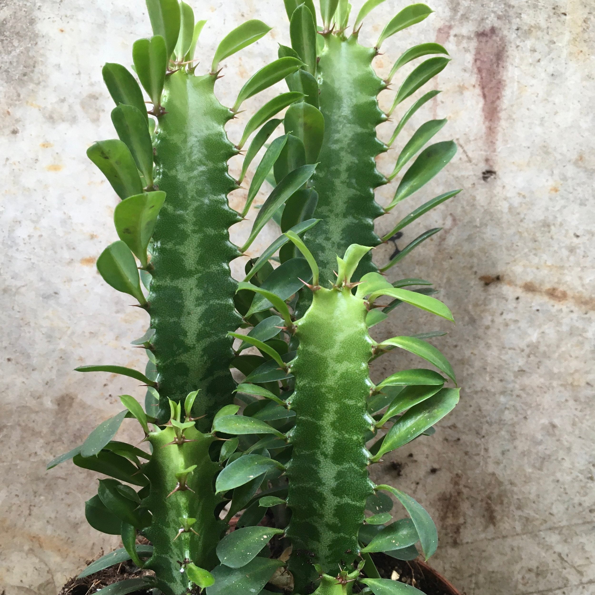 Buy Euphorbia trigona (African Milk Tree) | Between Two Thorns