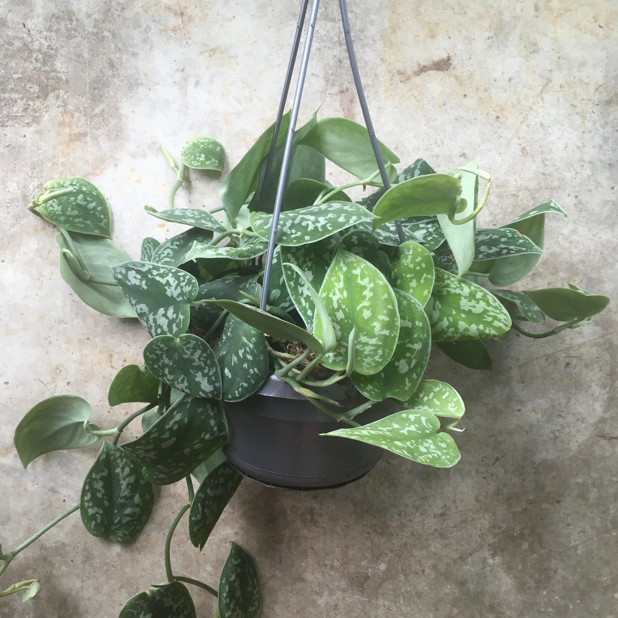 Scindapsus pictus (Satin Pothos) Care Guide, Tips & FAQs & Between Two ...