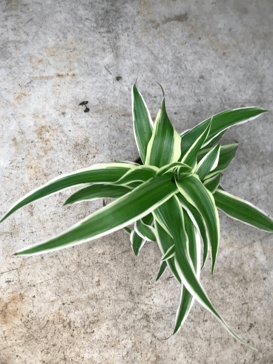 How to Care for Spider Plants - An Essential Guide & Between Two Thorns