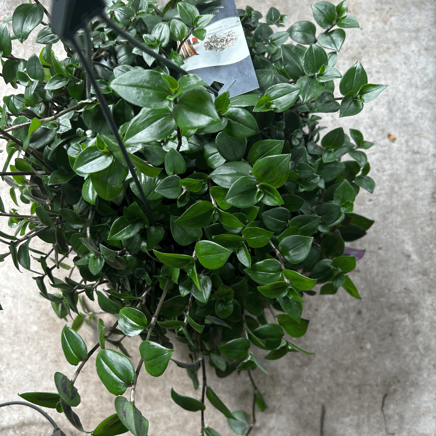 Tradescantia mundala 'green hill' (Wandering dude/ Inch plant) in ...