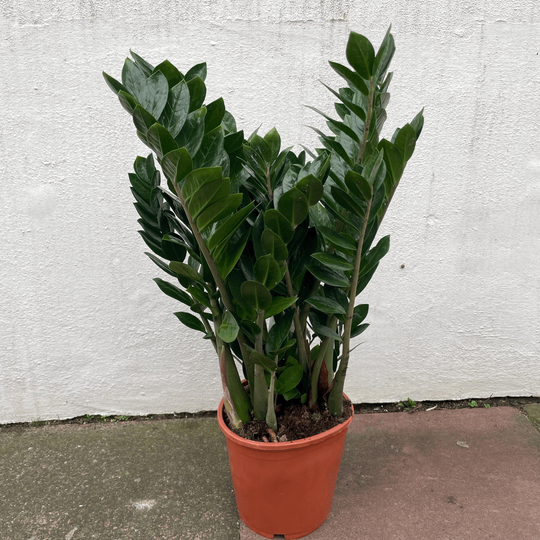 Zamioculcas zamiifolia (ZZ Plant) Care Guide, Tips & FAQs & Between Two ...